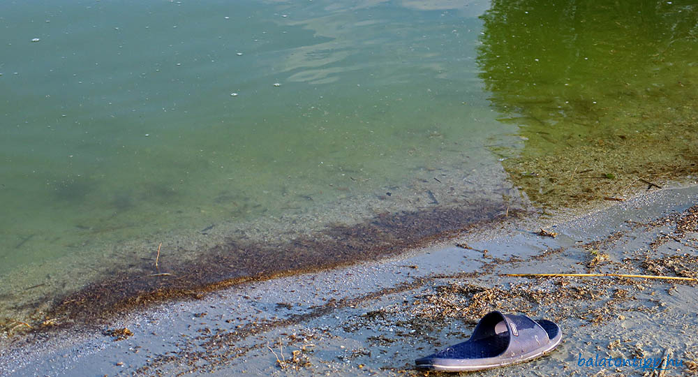 Balaton – Nem tisztázott hátterű algainvázió veszélyeztette a főszezont ...