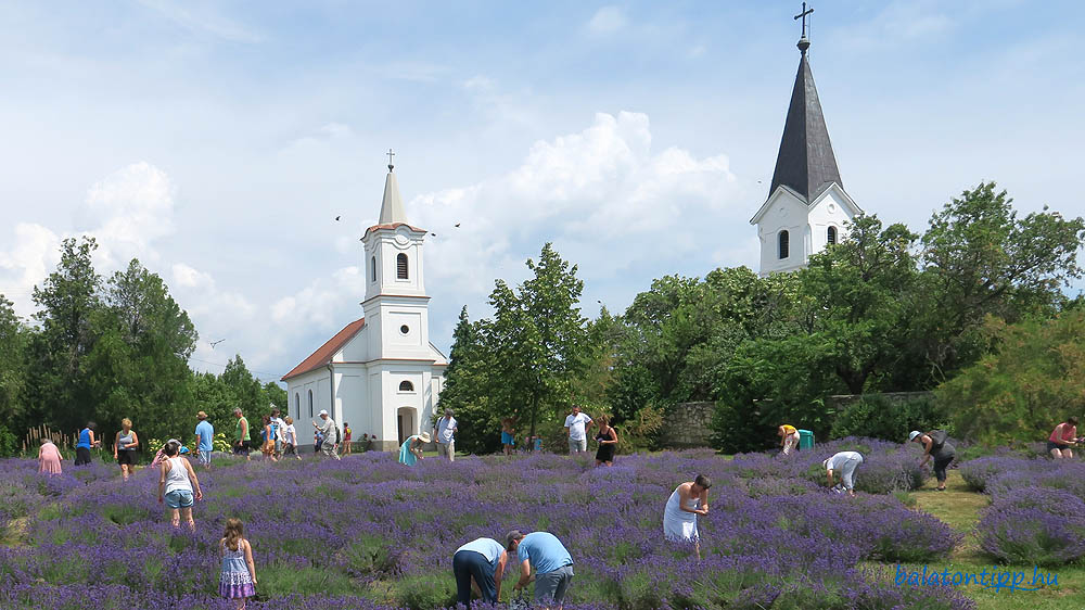 Balatonakali – Az idén is megtartják az ingyenes levendulaszüretet ...